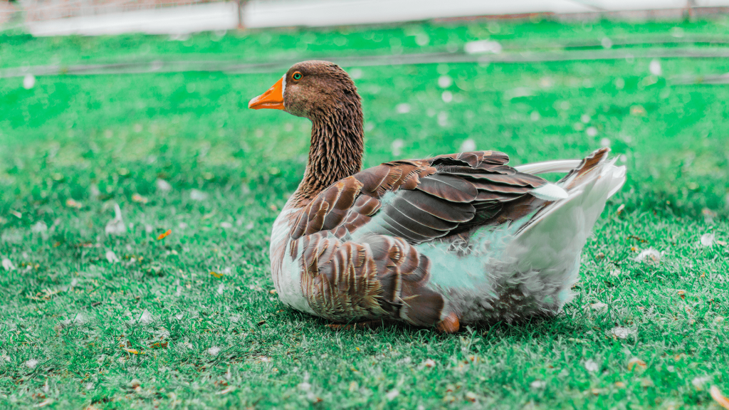 The best goose hunting tips